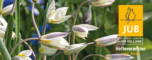 De twaalf allerbeste bollen en knollen voor biodiversiteit