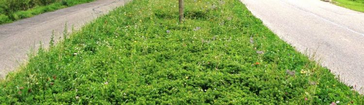 Vergroenen van de berm komt biodiversiteit ten goede
