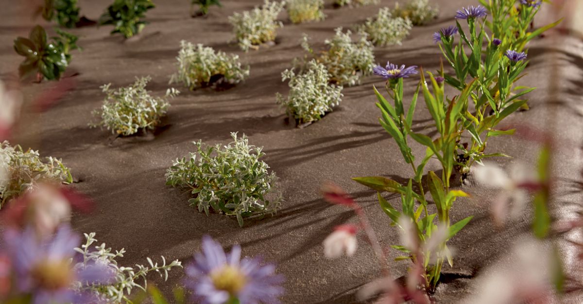 Van een groen tuintje naar een groene stad