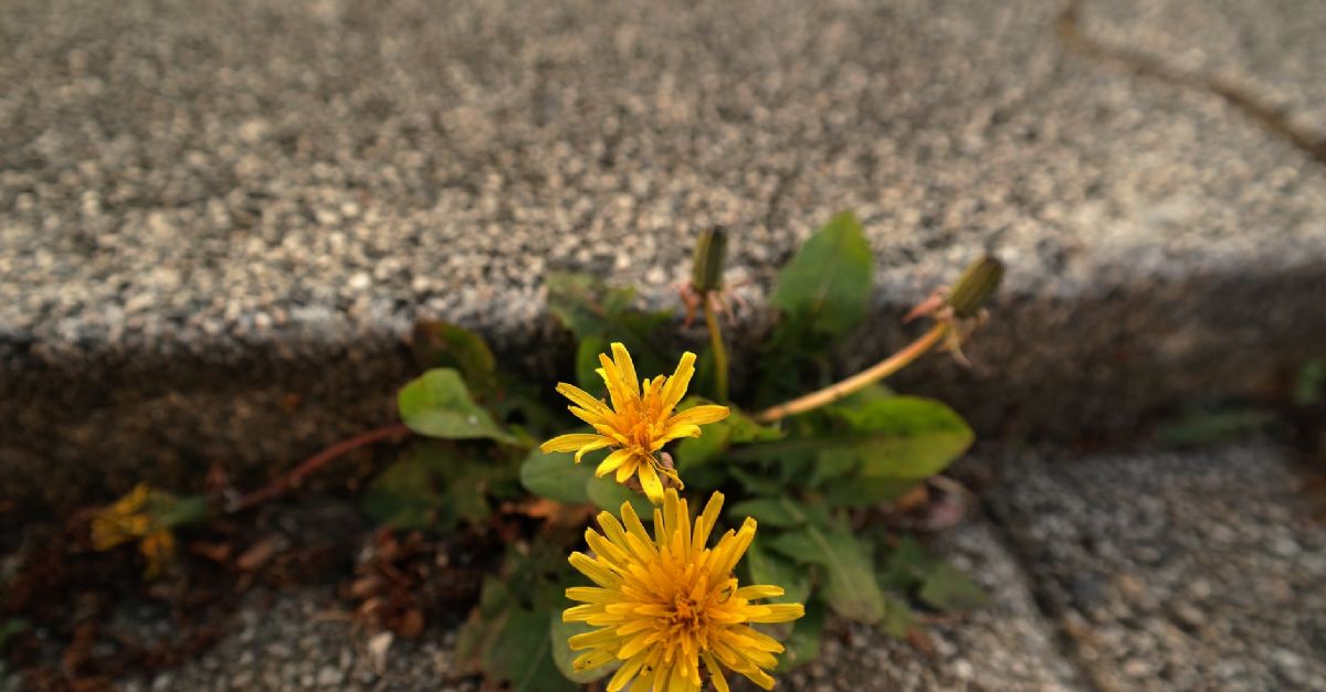 Nieuwe 'Steenbreek Atlas' biedt inzicht in verstening