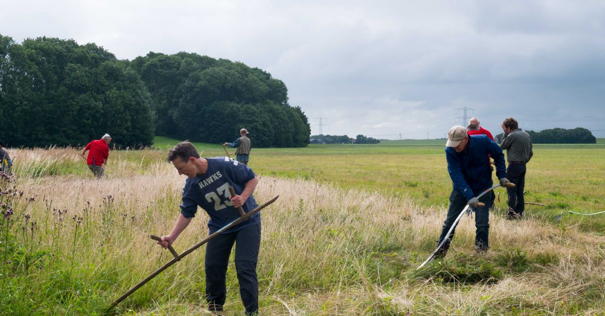 Nederlands Kampioenschap maaien met de zeis