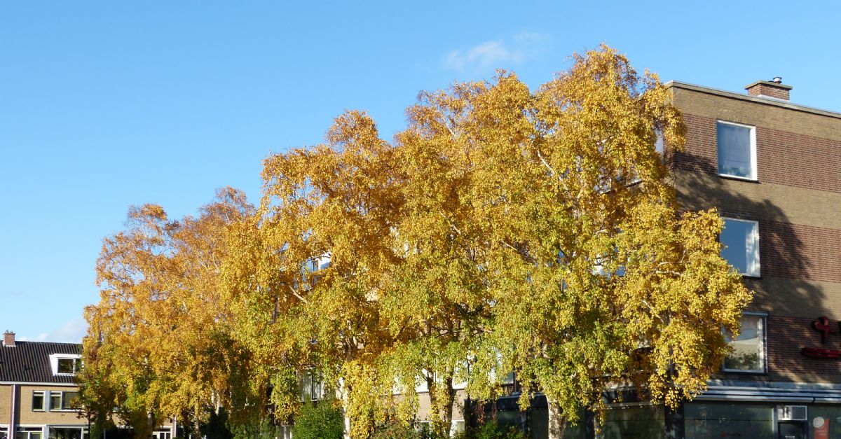 De provincie Noord-Holland is op zoek naar een Beheeradviseur groen