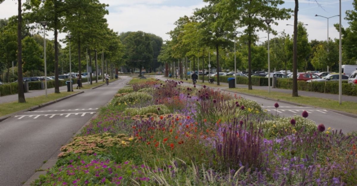 GreentoColour-planten bevorderen beleving en biodiversiteit in Zuiderpark