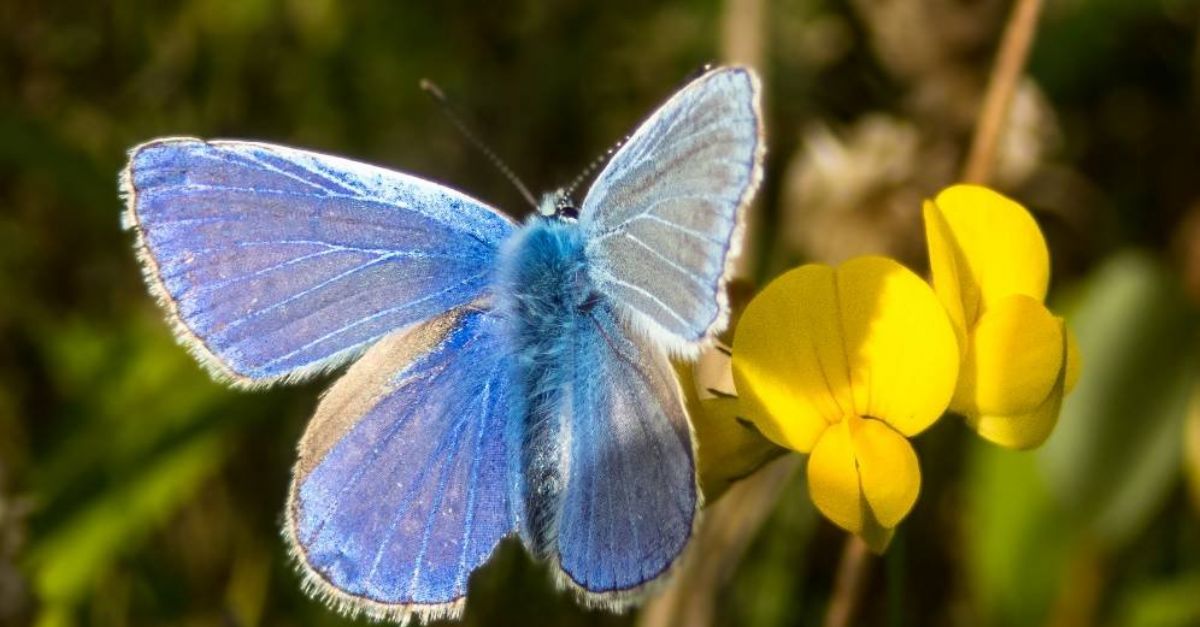 Waterschap Hollandse Delta brengt planten langs dijken en wegbermen in ...