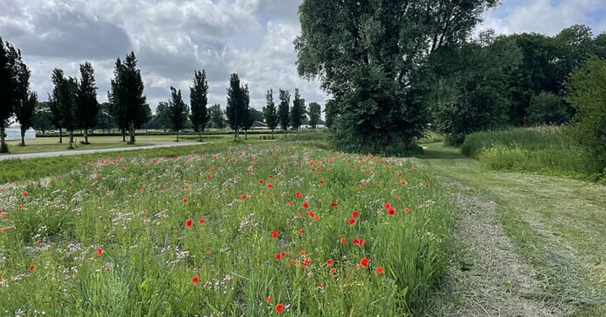 Grasveld wordt weelderige bloemenzee in gemeente Dijk en Waard