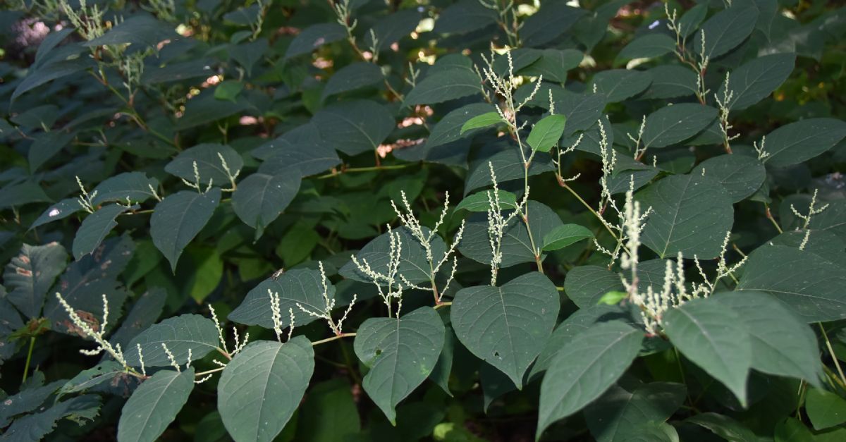 RootWave Pro maakt succesvolle bestrijding Japanse duizendknoop mogelijk