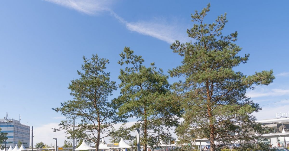 Top 10 van een come-back-boom: solitaire coniferen