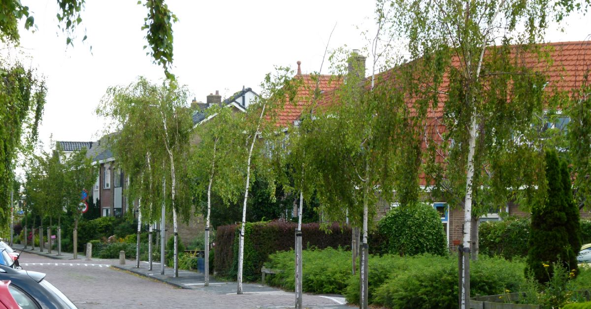 Projectmedewerker Groeninrichting Openbare Ruimte bij gemeente ...