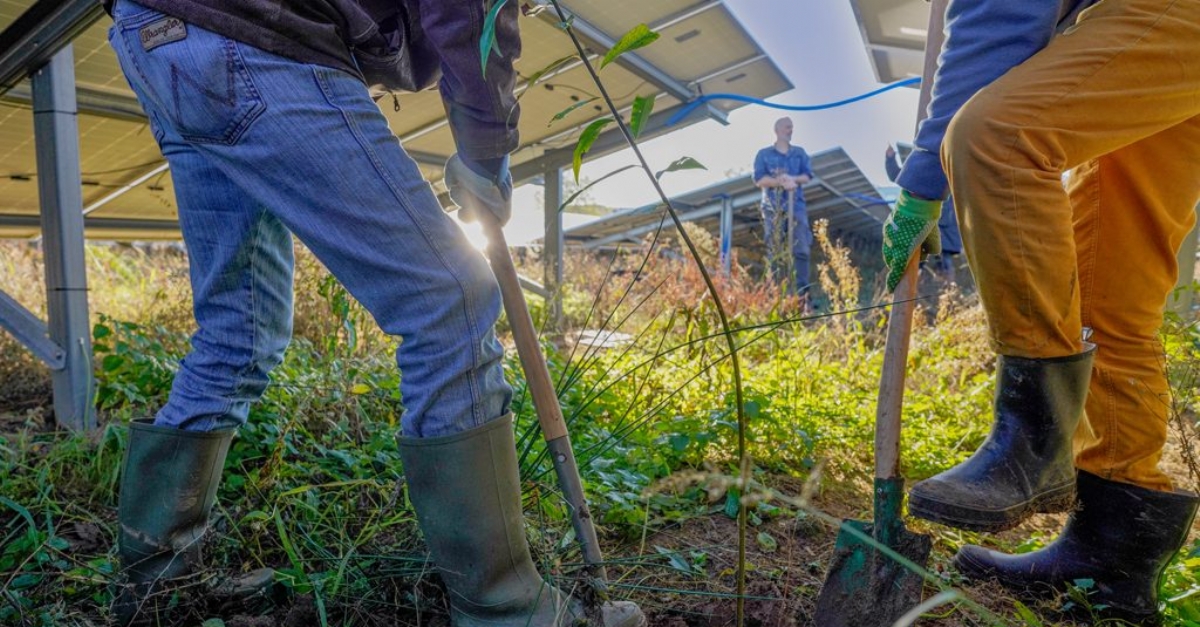 'Gemeenten moeten zonneparken natuurinclusiever maken'