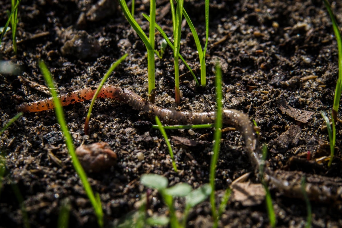Revitalisering van de bodem met regenwormen