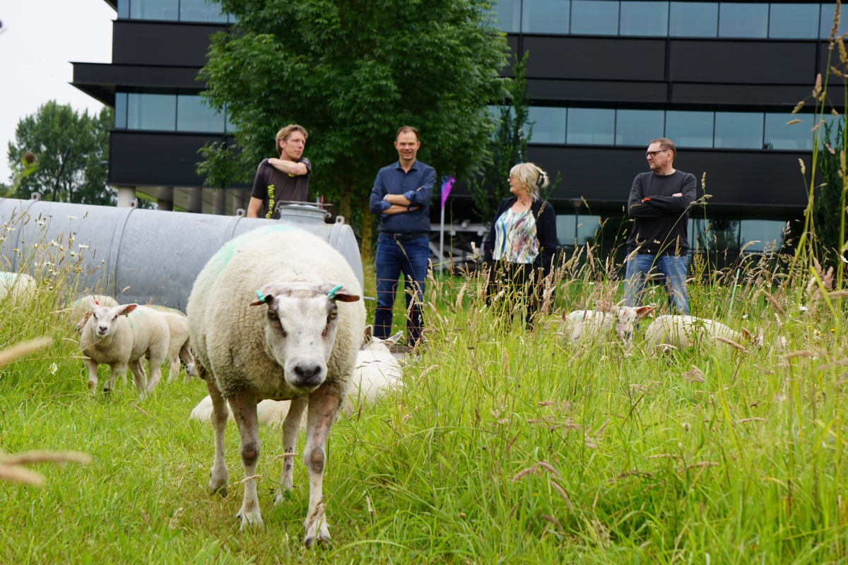 Schapen verrichten maaibeurt op industrieterrein