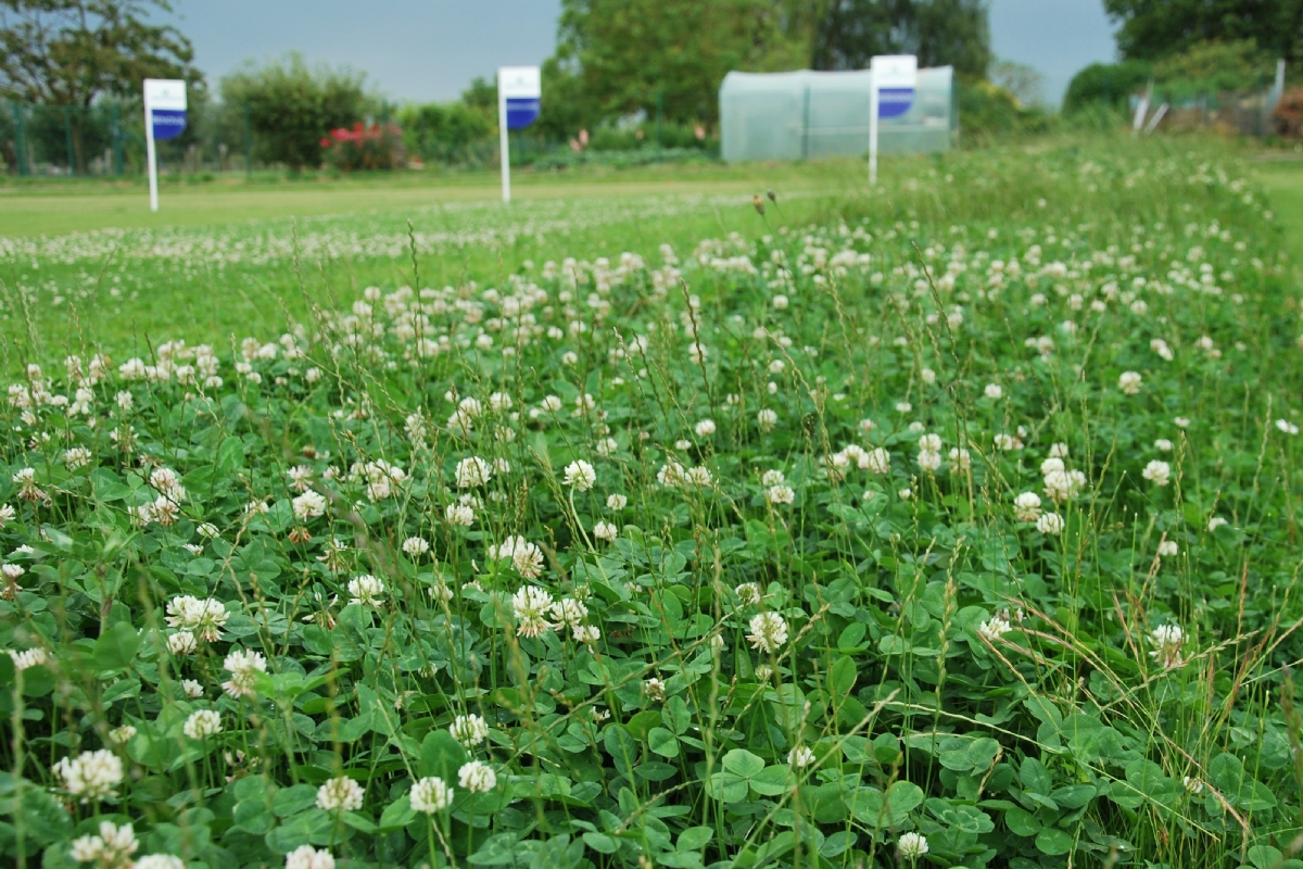 Het eco-gazon van Advanta Seeds: ontsproten uit het combineren van twee ...