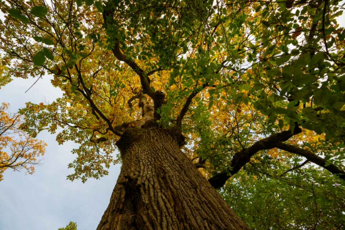 Bomen voor het leven