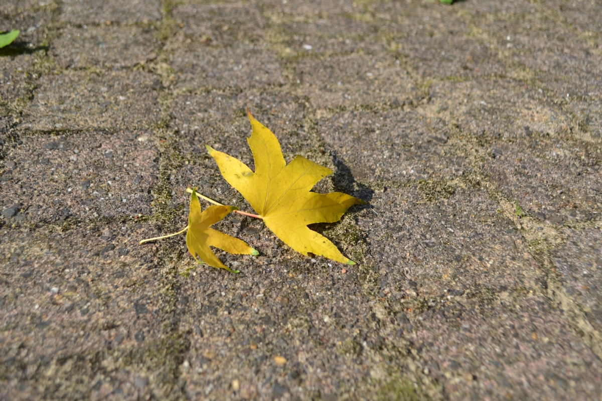 Onderzoek Natuur & Milieu: verstening 30 grootste gemeenten van ...