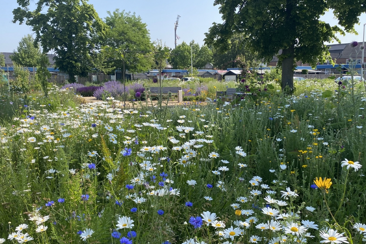 Veldbloemen in het openbaar groen: kleur en biodiversiteit