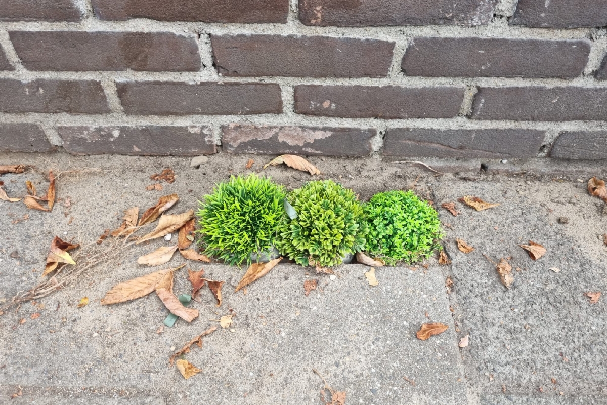 Nederland verstedelijkt en versteent: groei en groen onder druk