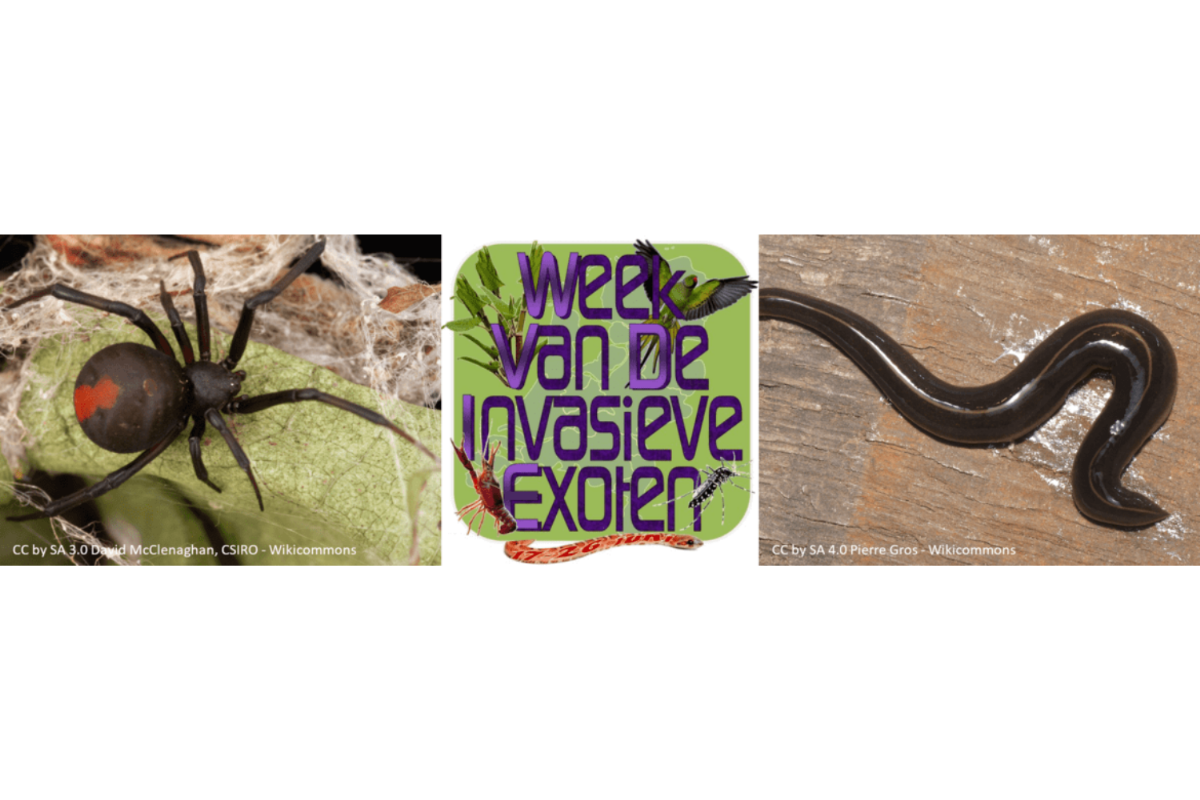 Week van de Invasieve Exoten van start met lijst van 313 risicosoorten